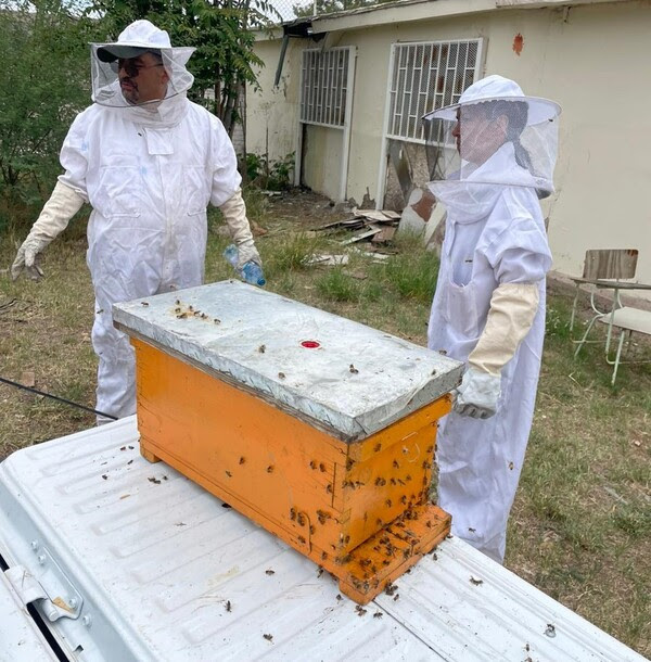 Reubicación Exitosa de Más de 5 Mil Abejas por Guardianes Ecológicos ...